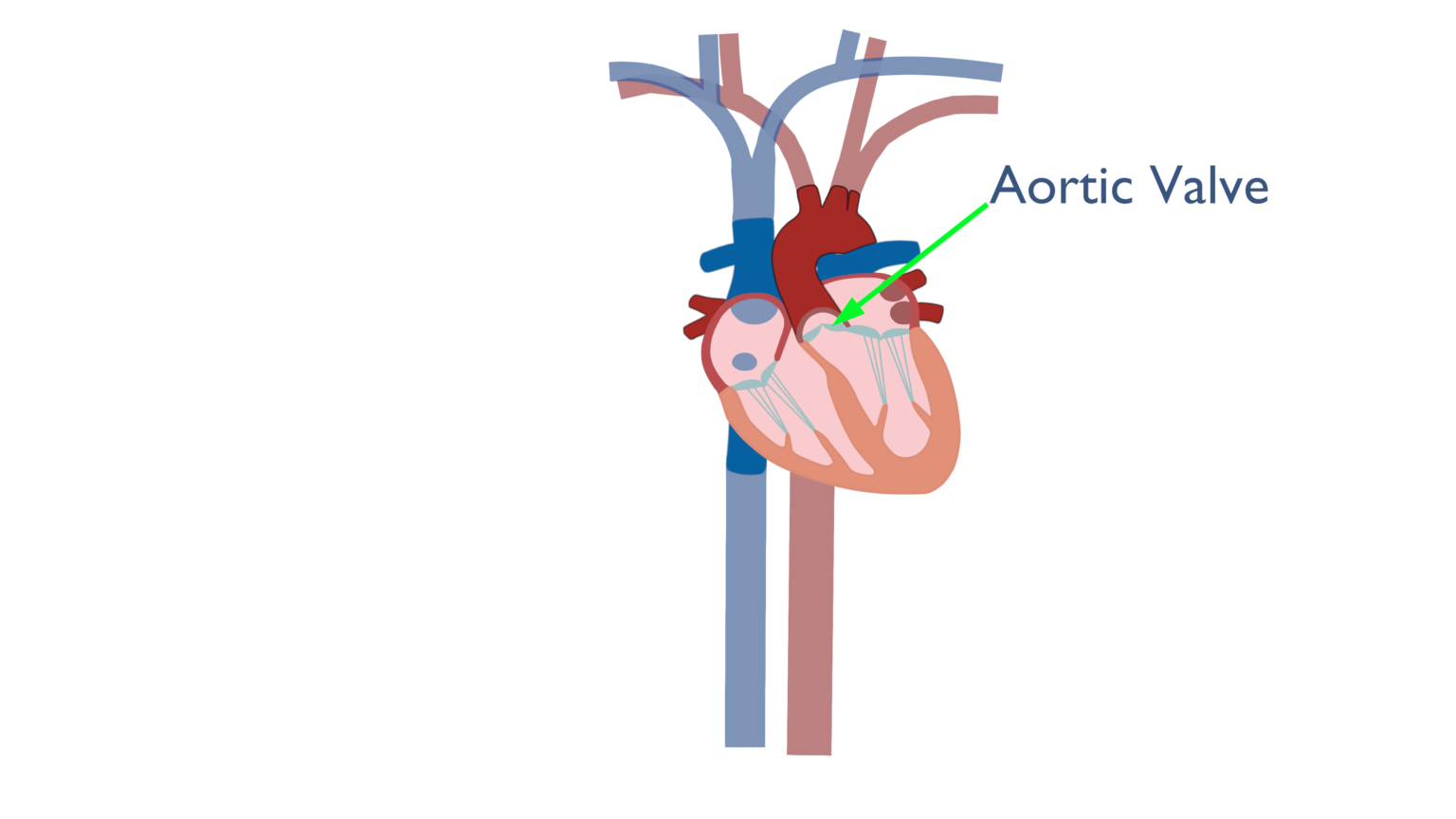 Blood Flow Through the Heart – Nursing Unraveled