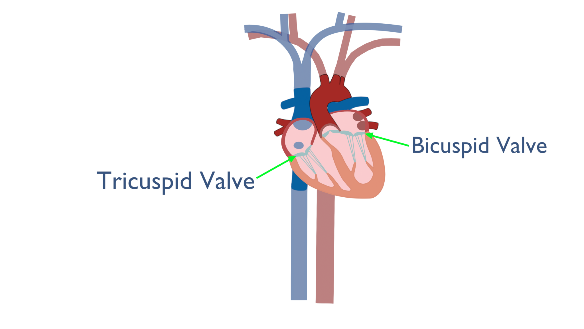 Blood Flow Through the Heart – Nursing Unraveled
