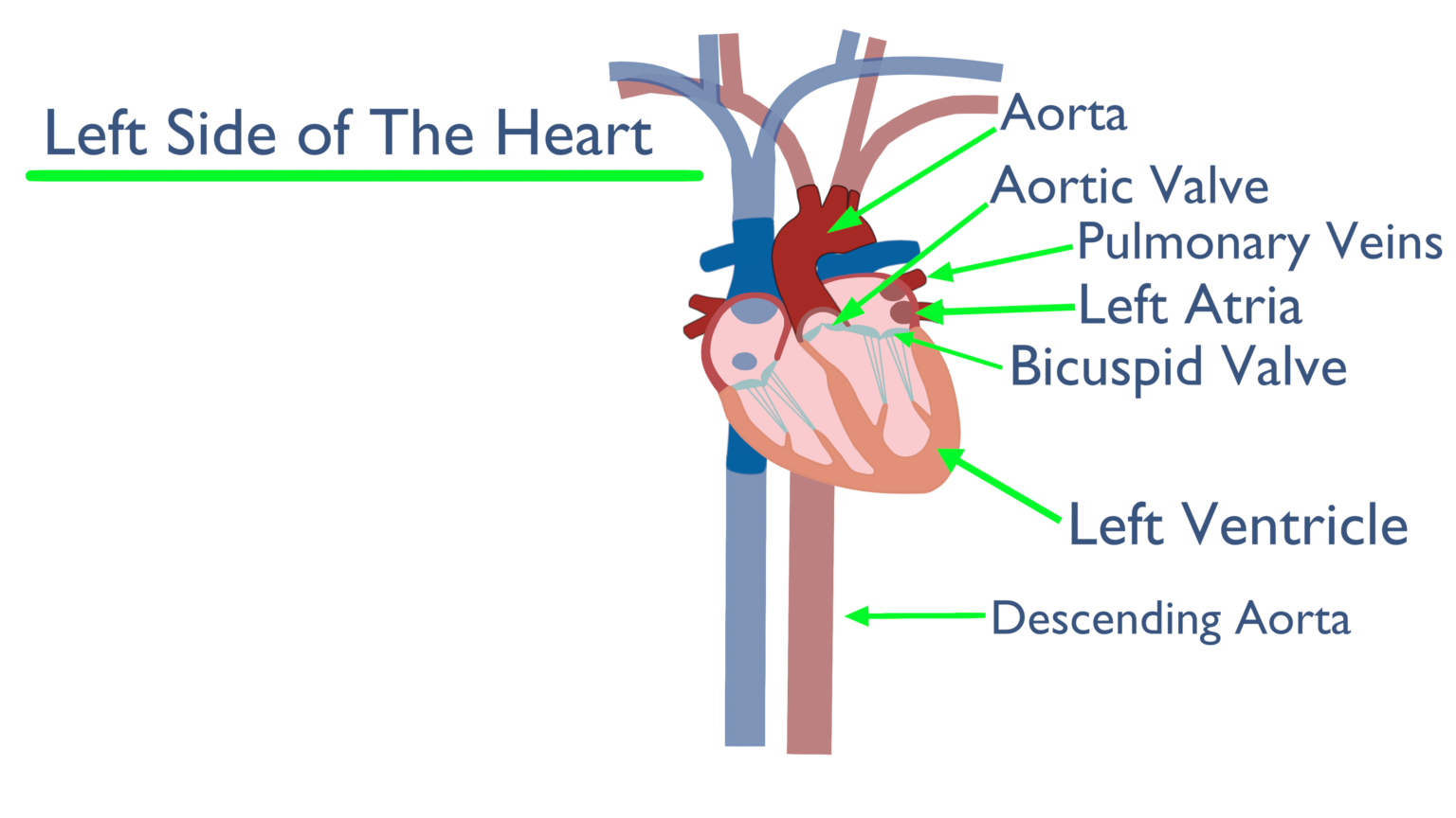 Blood Flow Through the Heart – Nursing Unraveled