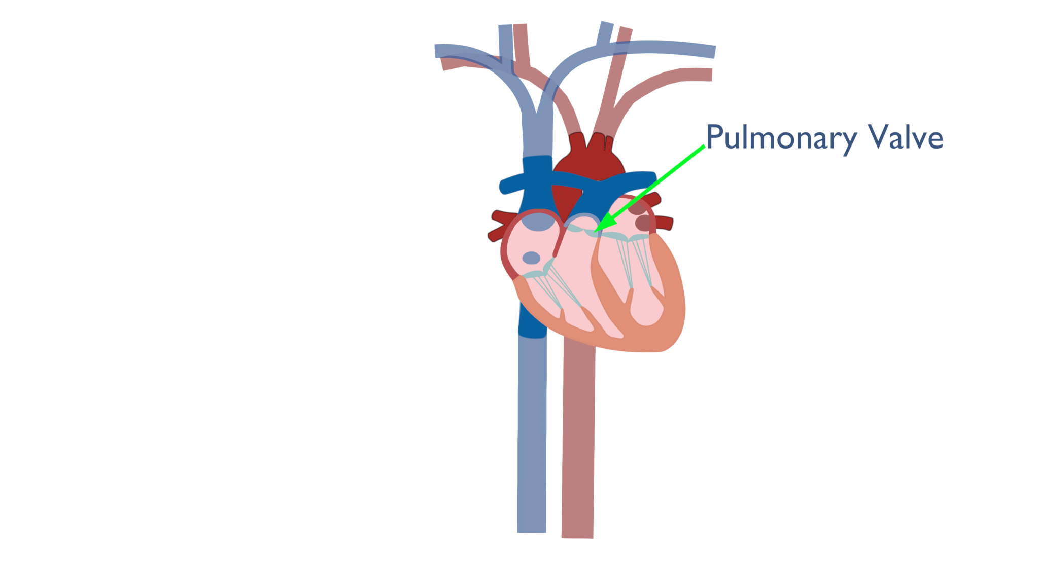 Blood Flow Through the Heart – Nursing Unraveled