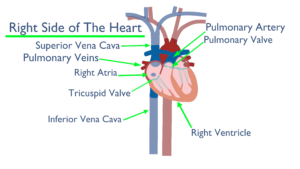 Blood Flow Through the Heart – Nursing Unraveled