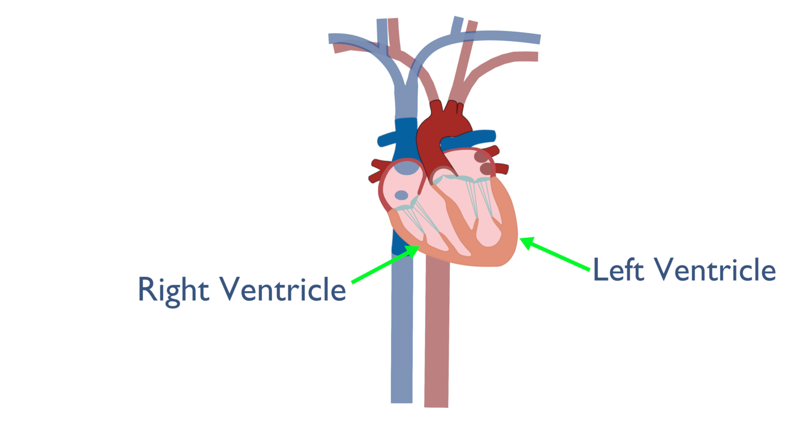 Blood Flow Through the Heart – Nursing Unraveled