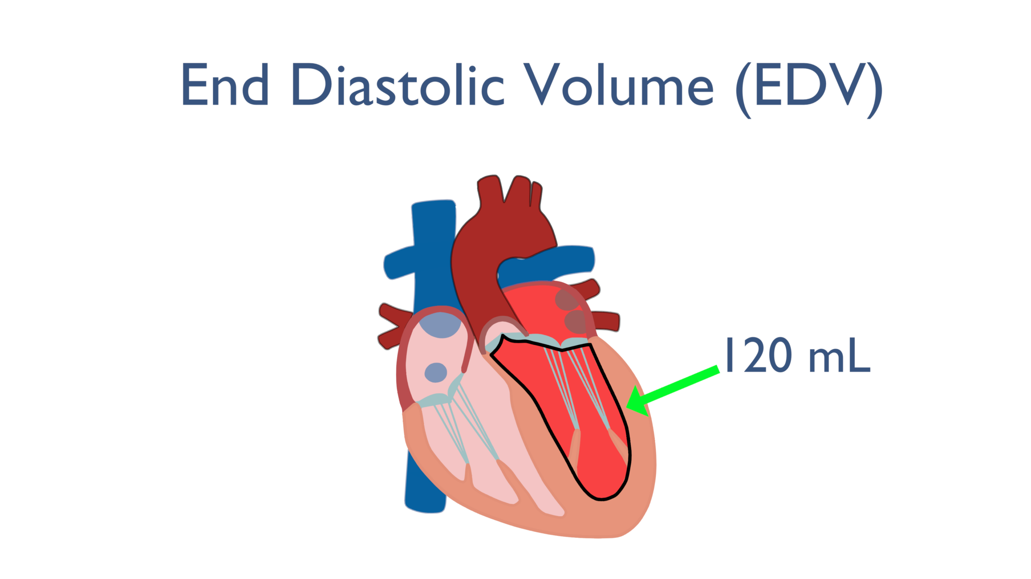 Ejection Fraction – Nursing Unraveled