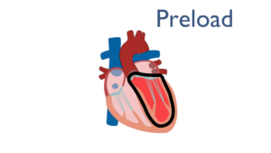 Cardiac Output – Nursing Unraveled