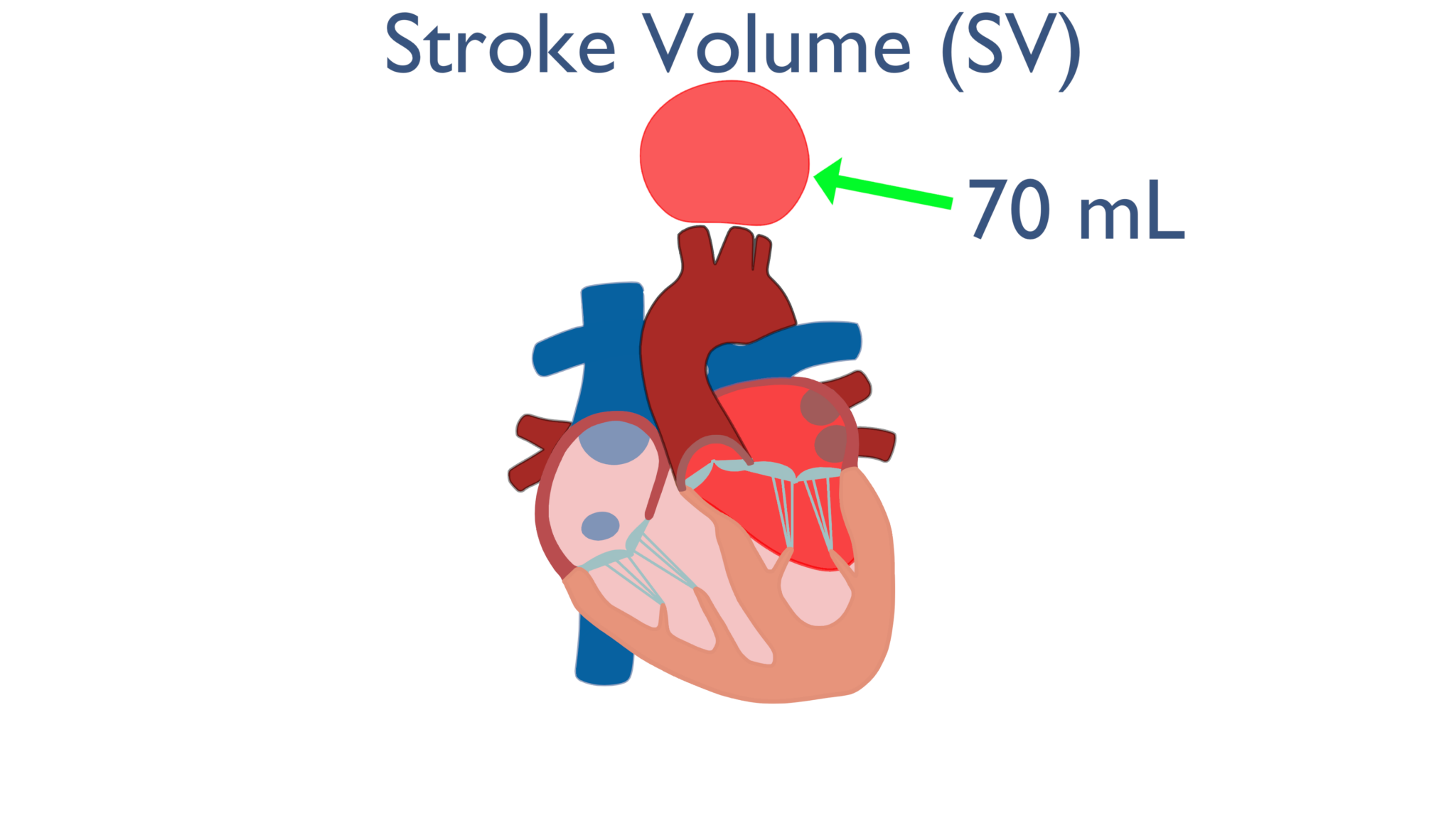 Ejection Fraction – Nursing Unraveled