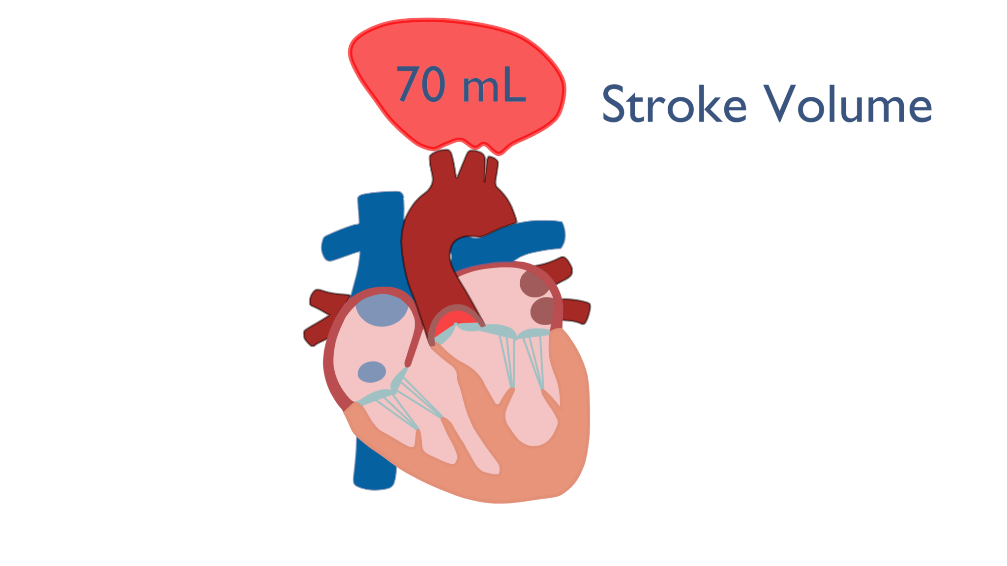 Cardiac Output – Nursing Unraveled